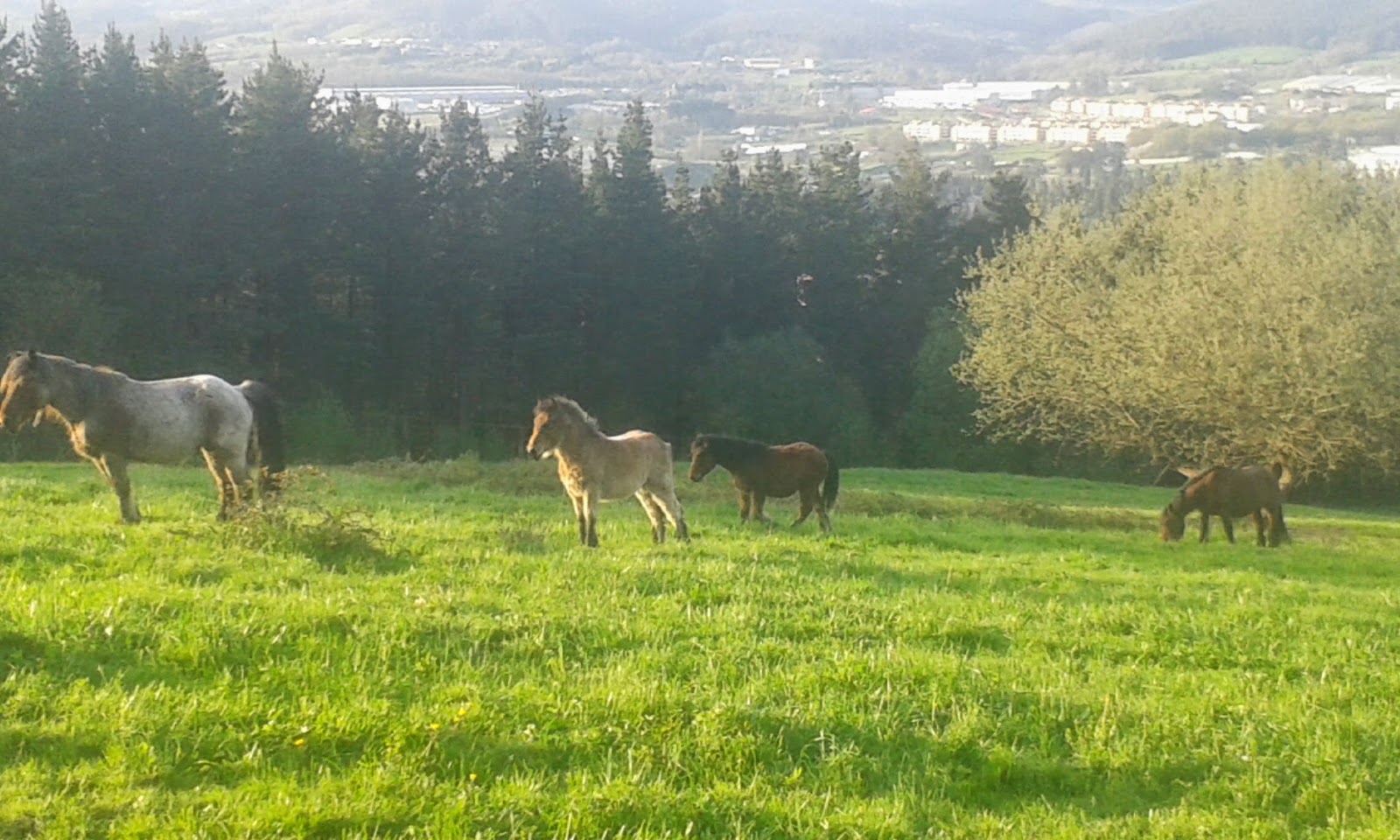 Euskal Herriko Mendiko Zaldia: abril 2015